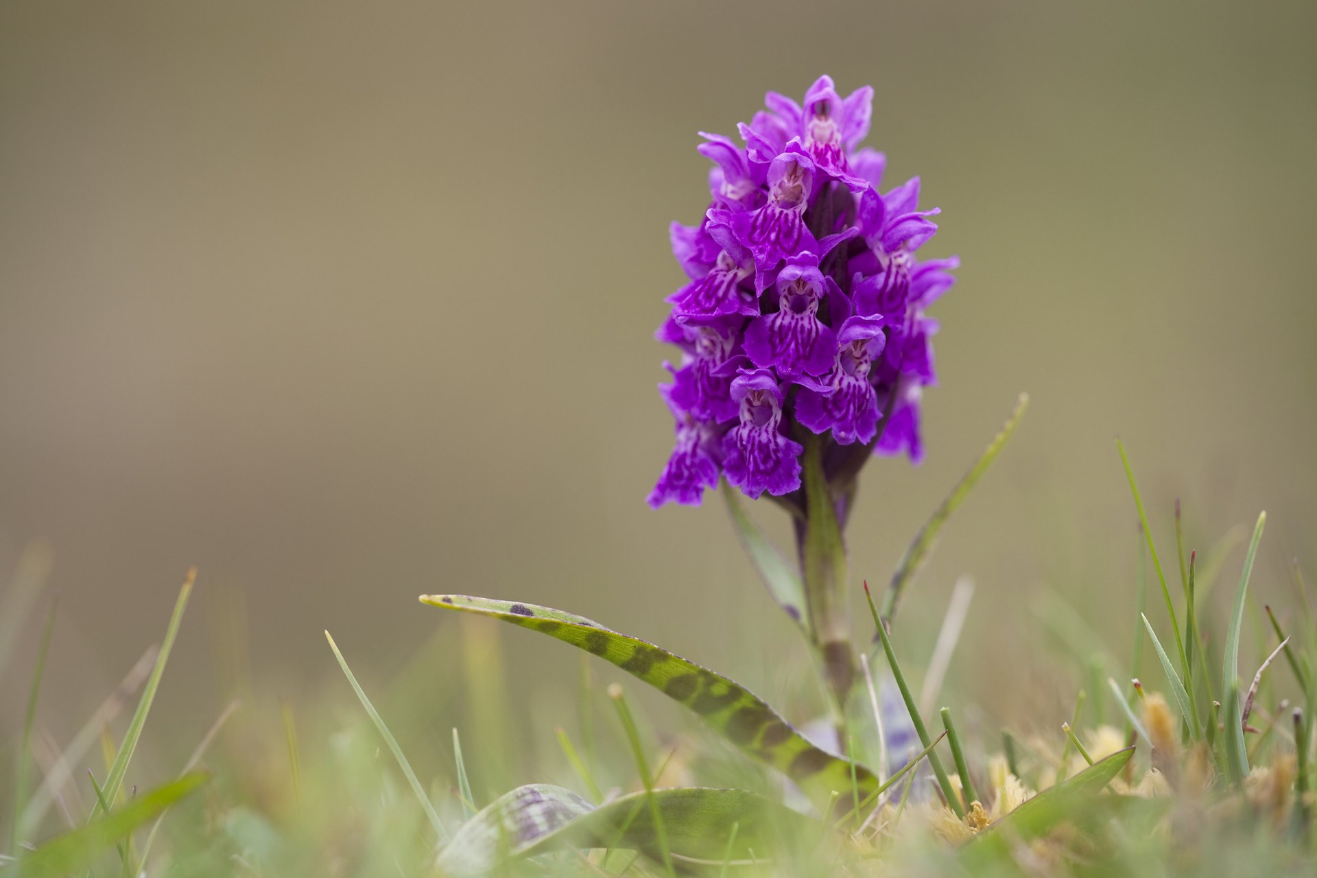 Isle of Carna | NRN Partner | SCOTLAND: The Big Picture