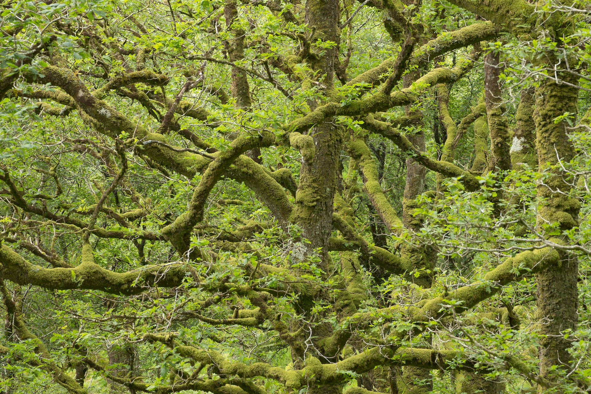 Isle of Carna | NRN Partner | SCOTLAND: The Big Picture