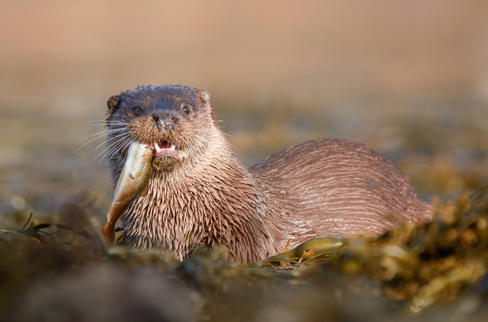 Isle of Carna | NRN Partner | SCOTLAND: The Big Picture
