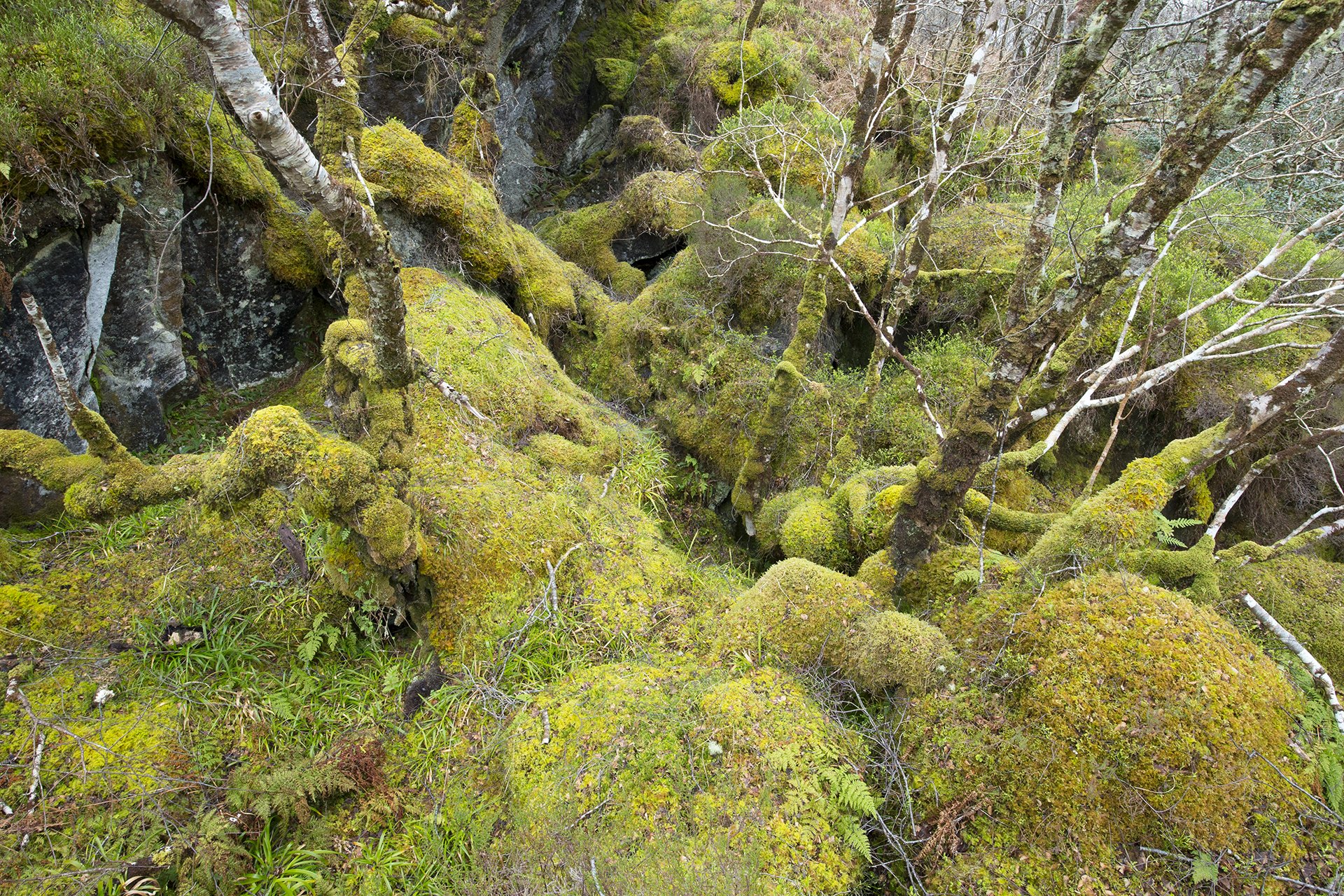 Isle of Carna | NRN Partner | SCOTLAND: The Big Picture