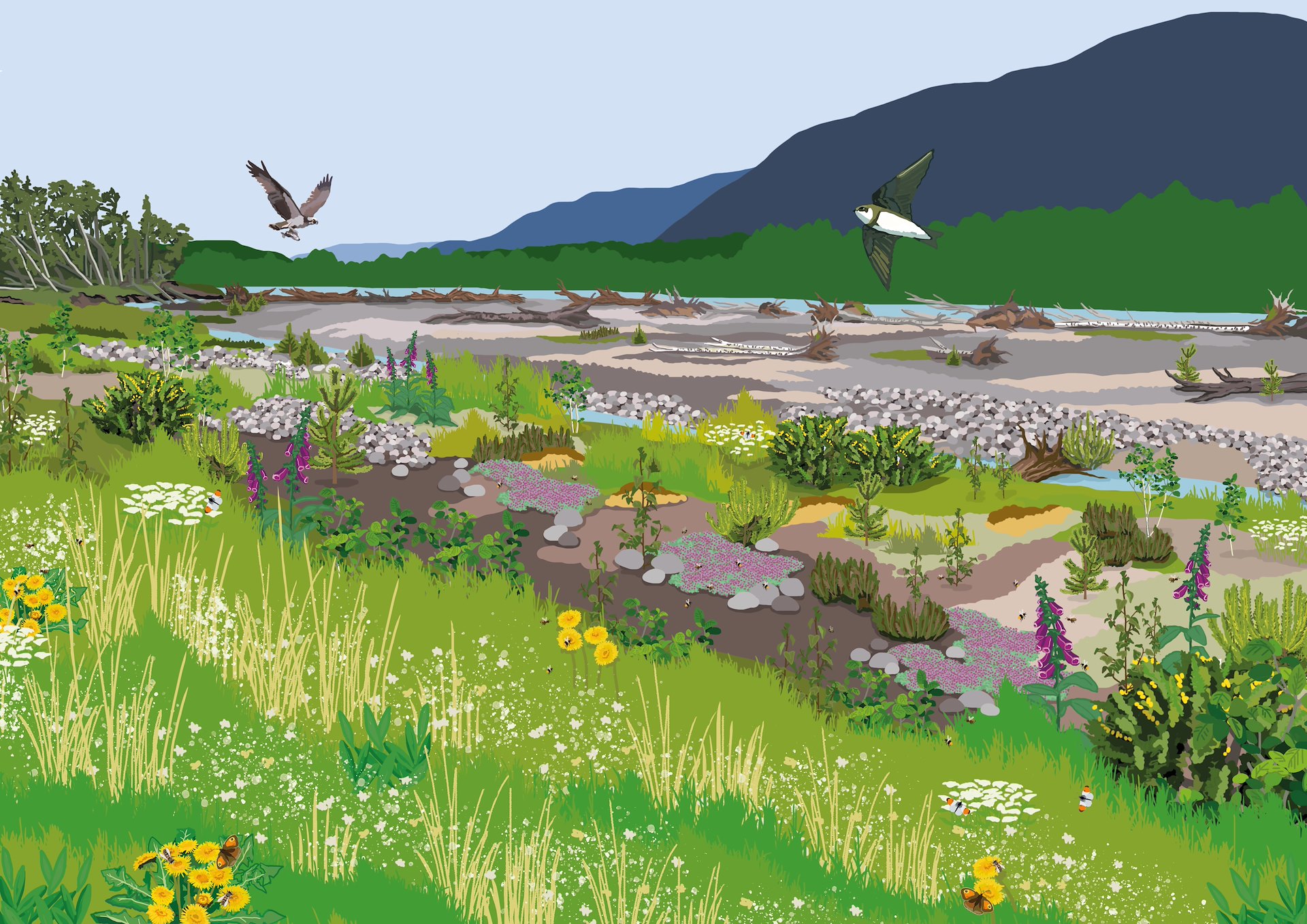 Rewilding Stories | Storytelling | SCOTLAND: The Big Picture