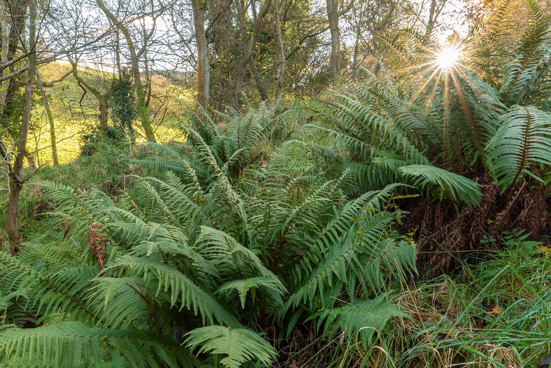 Woodriffe Farm | NRN Partner | SCOTLAND: The Big Picture