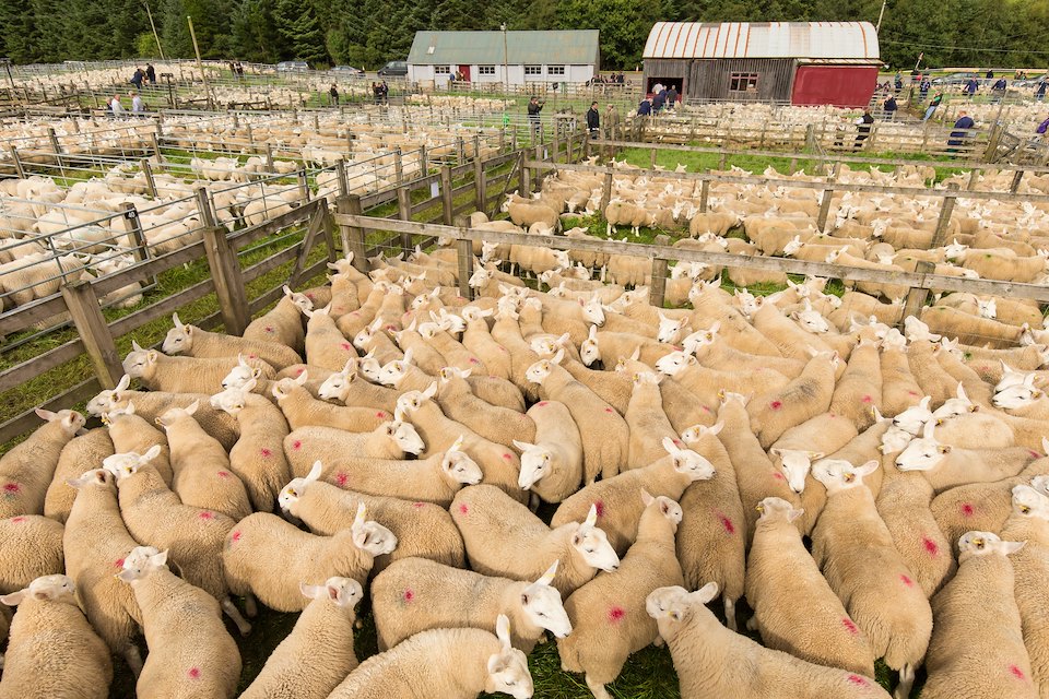 What’s a sheep worth? | Storytelling | SCOTLAND: The Big Picture