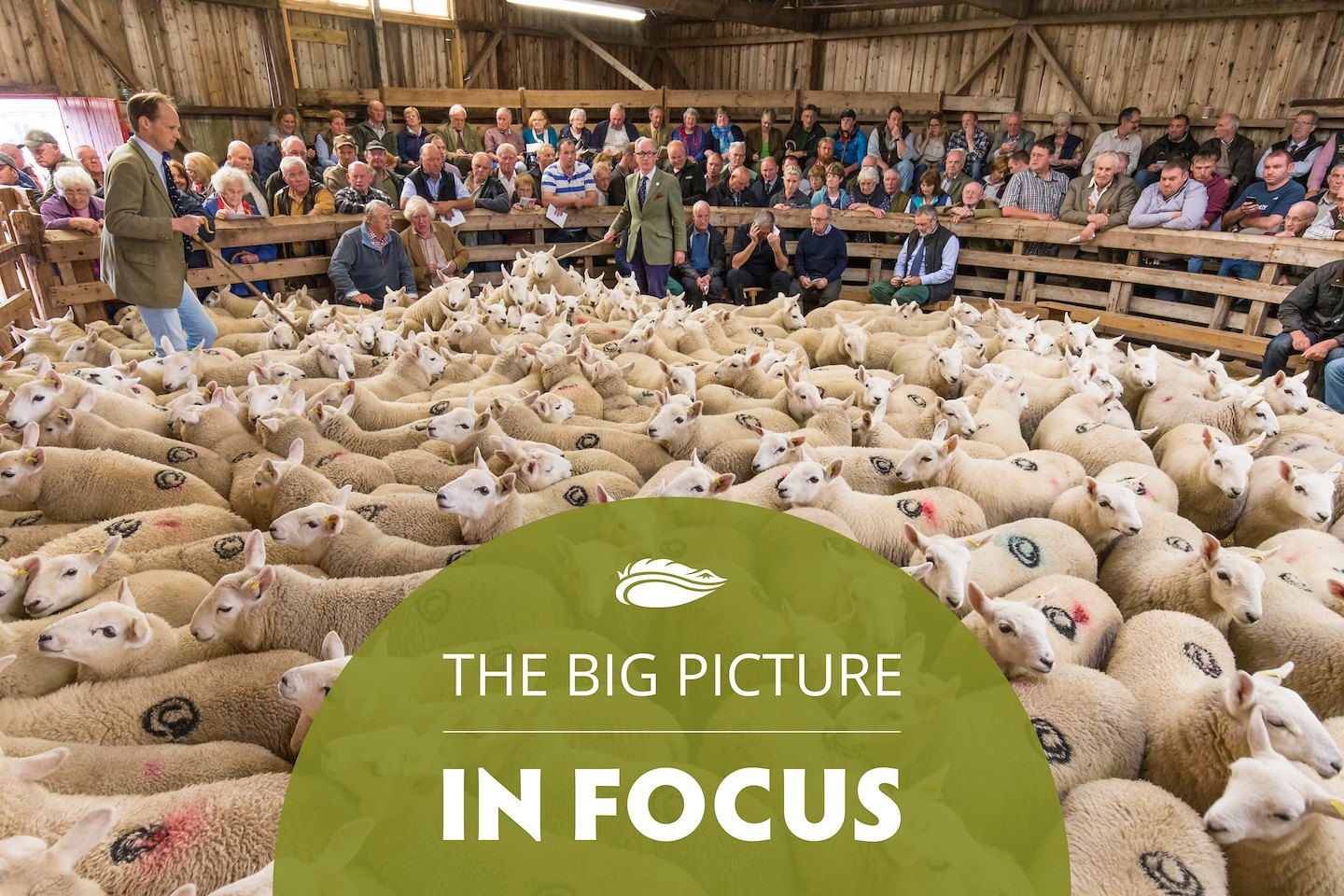 What’s a sheep worth? | Storytelling | SCOTLAND: The Big Picture