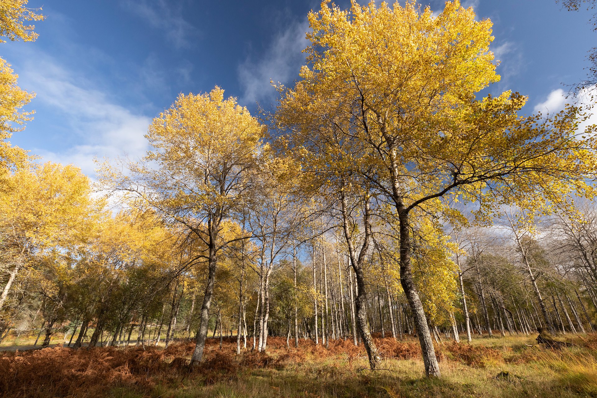 Aspen: ticking the balance sheet box | Storytelling | SCOTLAND: The Big ...