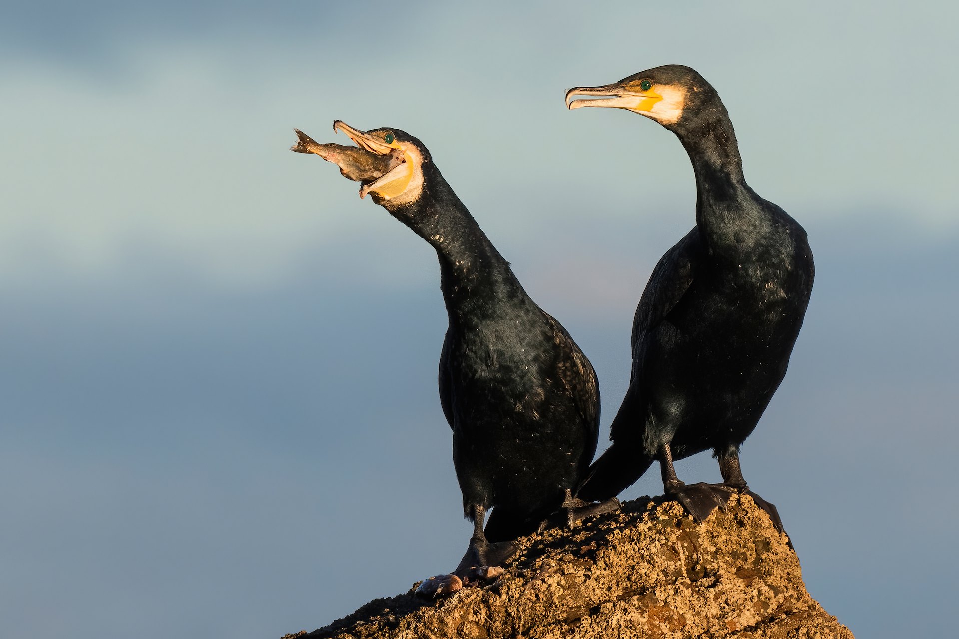 Ronay Island | NRN Partner | SCOTLAND: The Big Picture