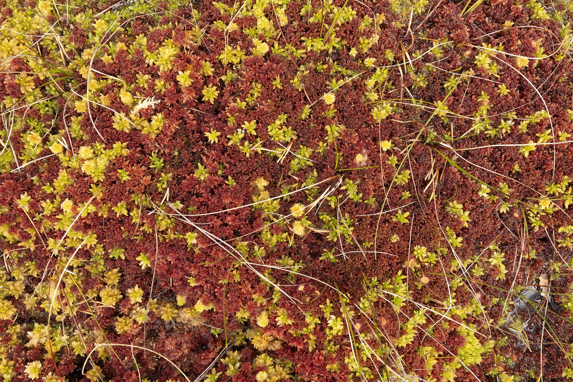 West Moss-side Organic Farm | NRN Partners | SCOTLAND: The Big Picture