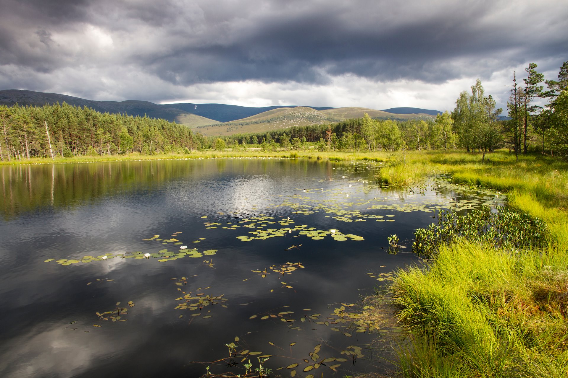 9 Ways to Rewild| SCOTLAND: The Big Picture